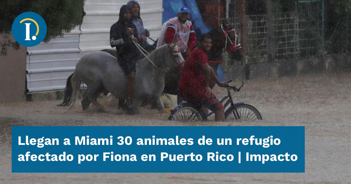 Llegan a Miami 30 animales de un refugio afectado por Fiona en Puerto ...