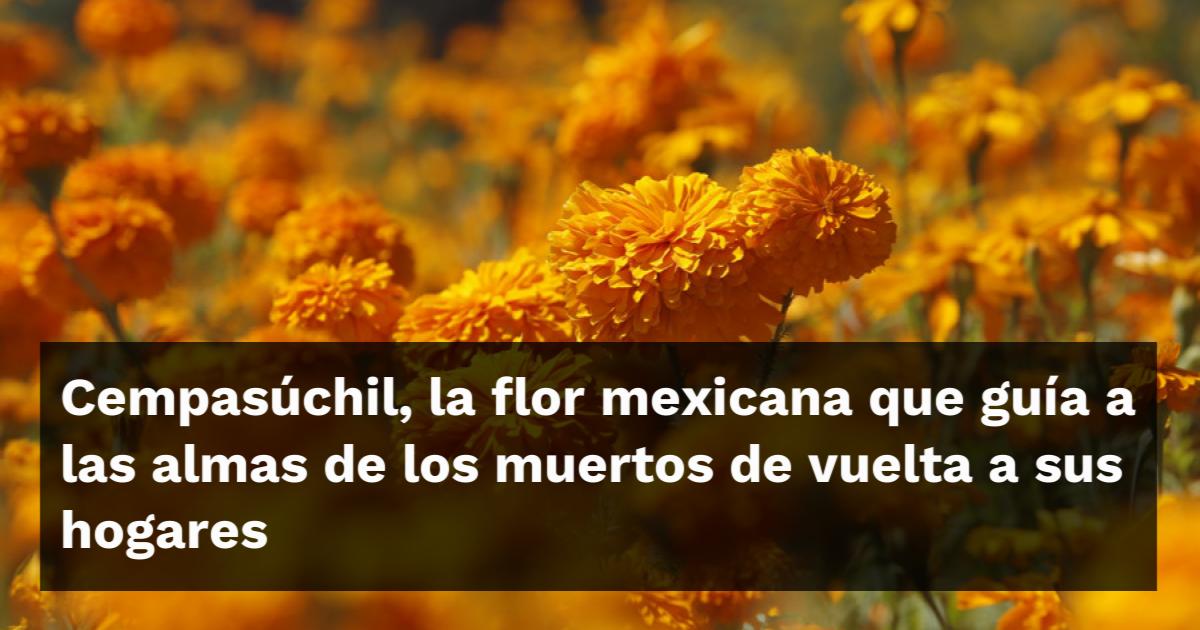 Cempasúchil, la flor mexicana que guía a las almas de los muertos de ...