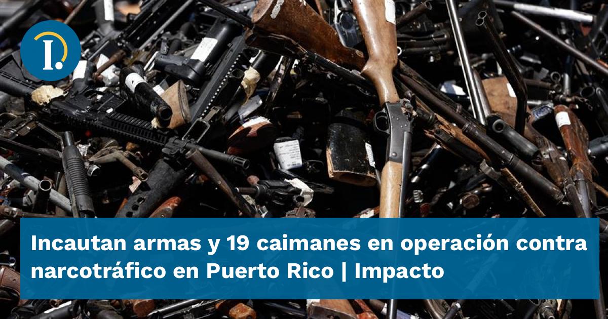 Incautan armas y 19 caimanes en operación contra narcotráfico en Puerto Rico - Impacto