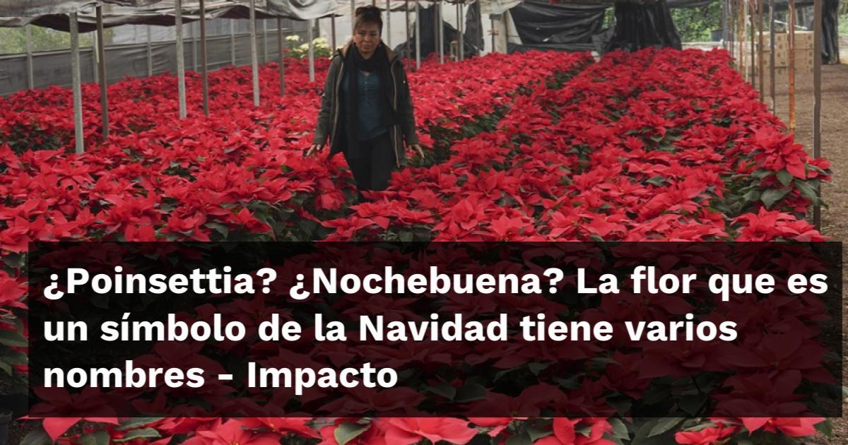 ¿Poinsettia? ¿Nochebuena? La flor que es un símbolo de la Navidad tiene ...