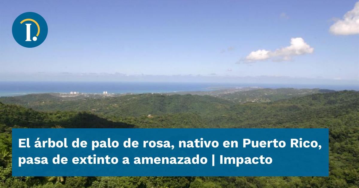 El árbol de palo de rosa, nativo en Puerto Rico, pasa de extinto a ...