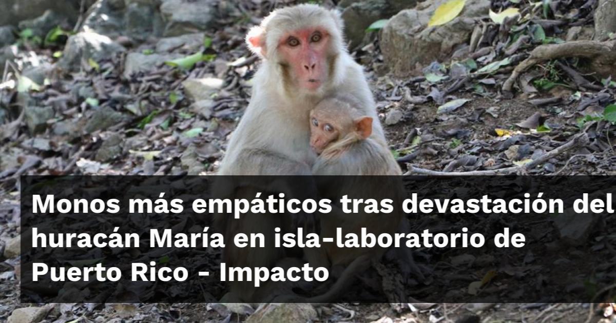 Monos más empáticos tras devastación del huracán María