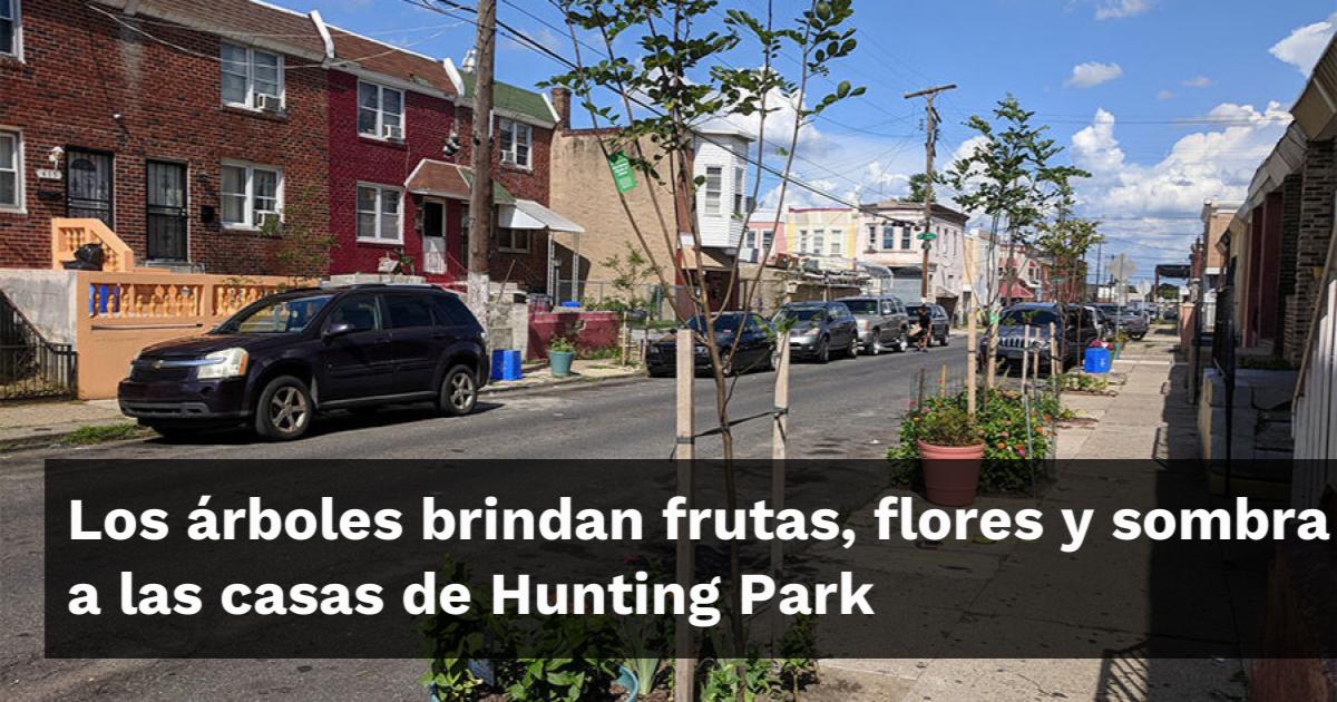 Los árboles brindan frutas, flores y sombra a las casas de Hunting Park