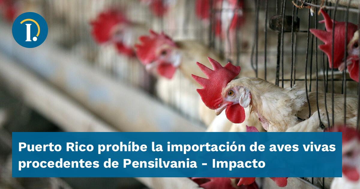 Puerto Rico prohíbe la importación de aves vivas procedentes de ...